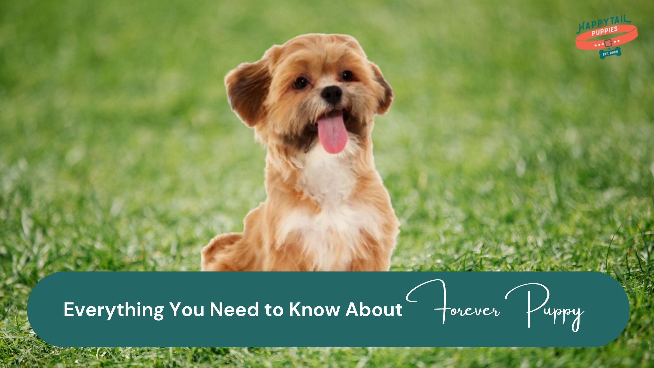 Everything You Need to Know About Forever Puppy Breed