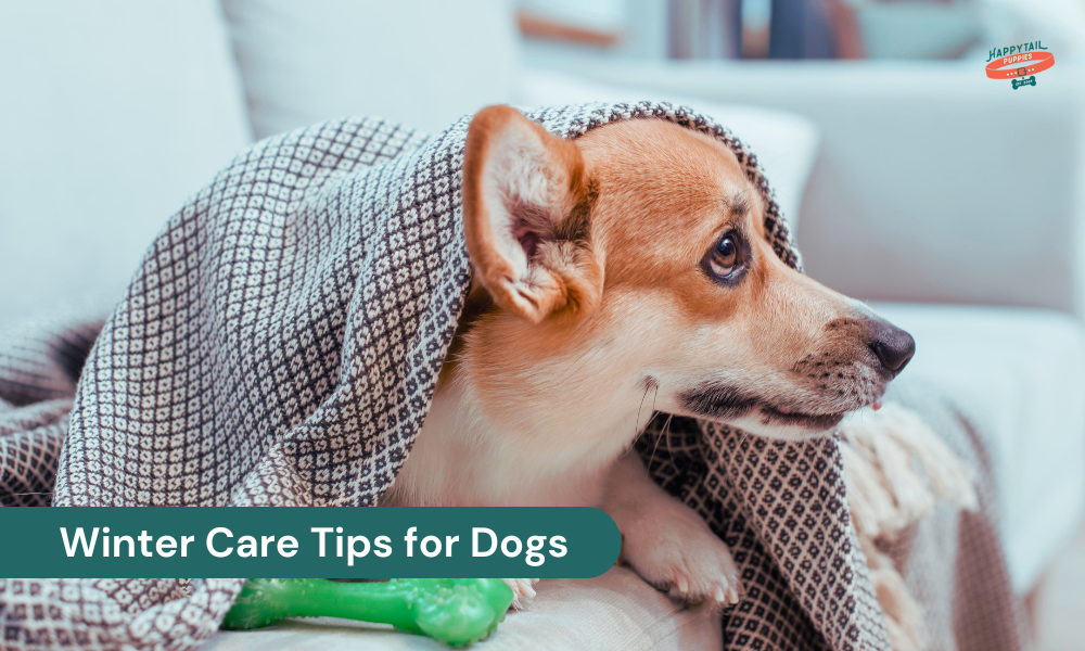 Essential Dog Winter Care Tips to Keep Your Pup Safe and Happy