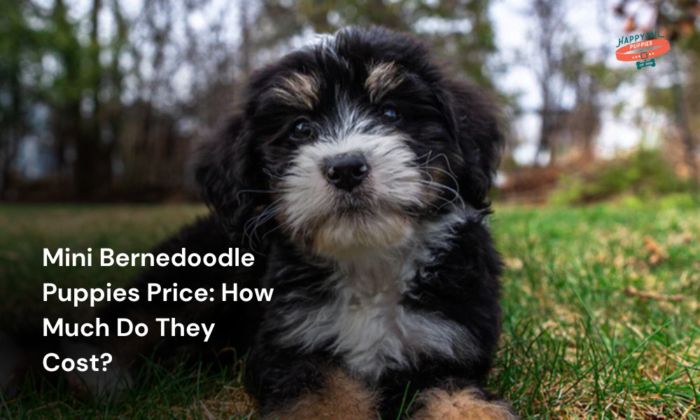 Mini Bernedoodle Puppies Price: How Much Do They Cost?
