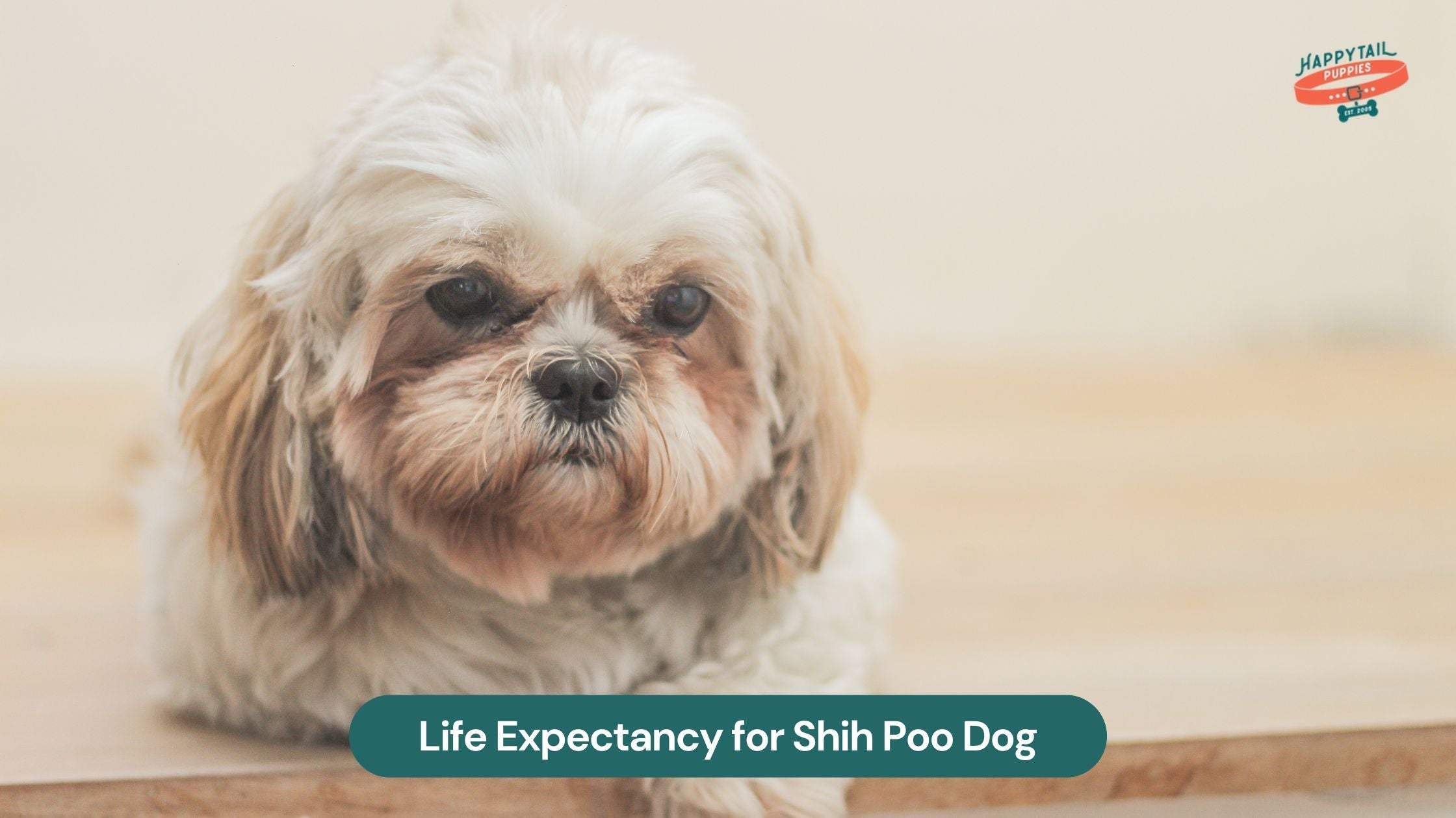 Life Expectancy for Shih Poo Dogs: What Every Owner Should Know