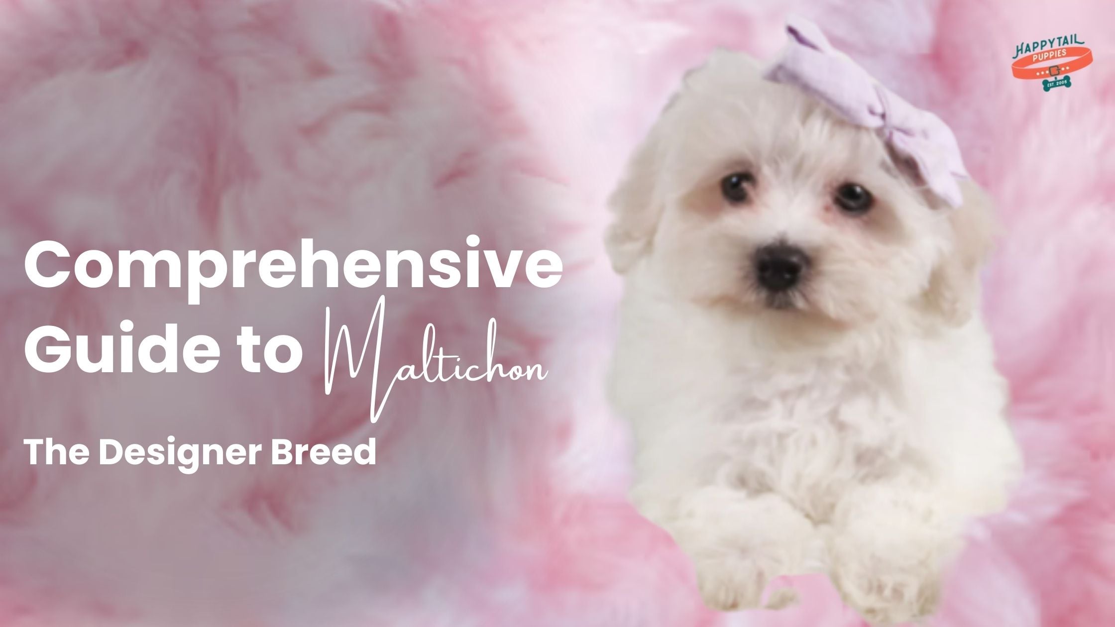 Maltichon 101: A Comprehensive Guide to This Adorable Designer Breed