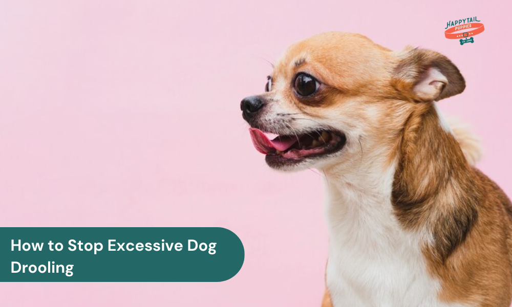 How to Stop Excessive Dog Drooling?