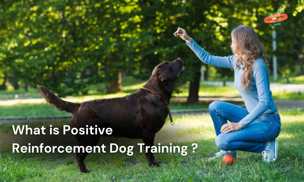 What Is Positive Reinforcement Dog Training & Why Is It Effective?