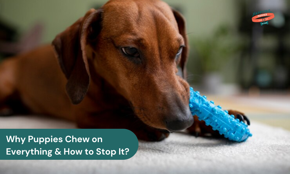 Why Do Puppies Chew on Everything and How to Stop It?