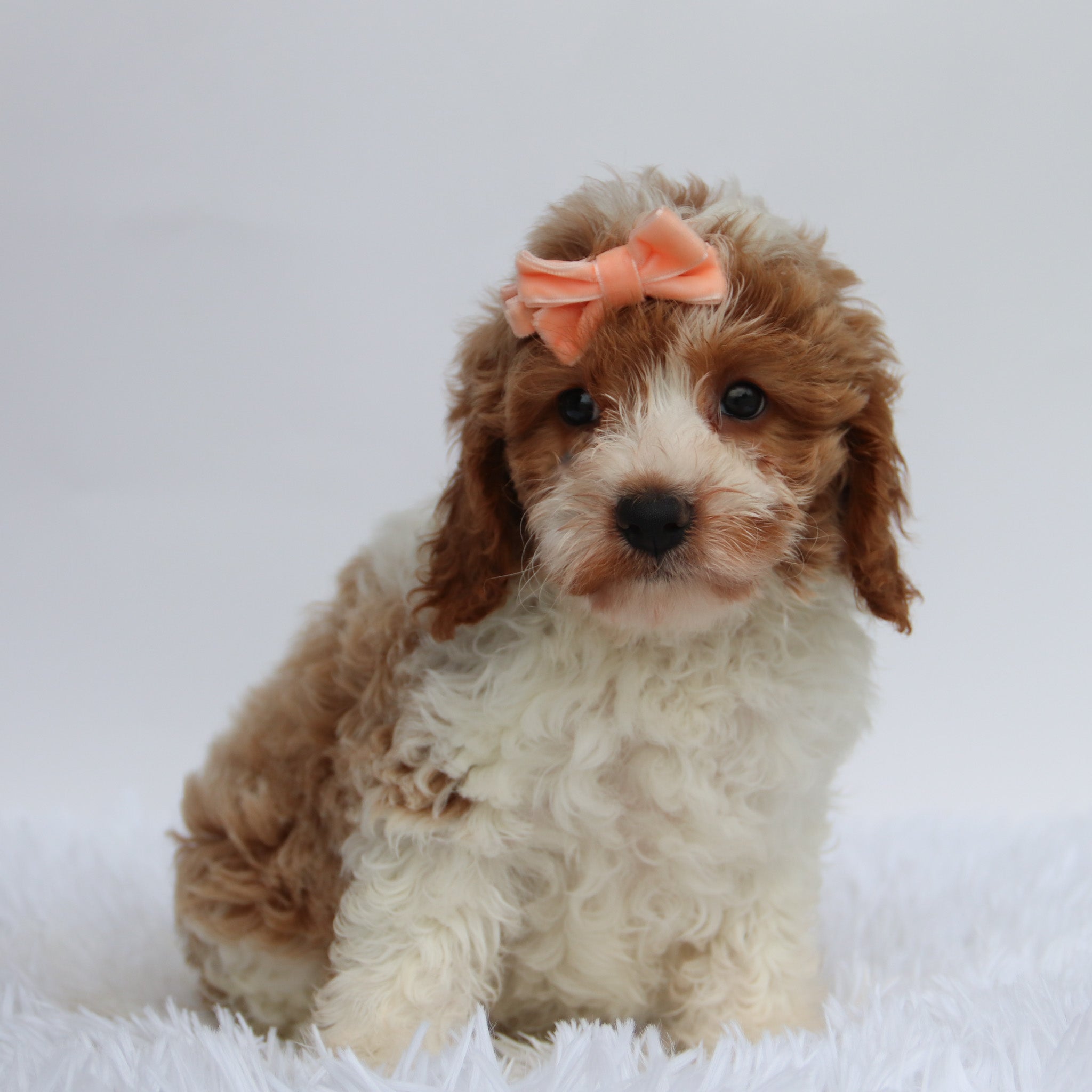 Reeva - Available Now | All Puppies for sale | Happytail Puppies