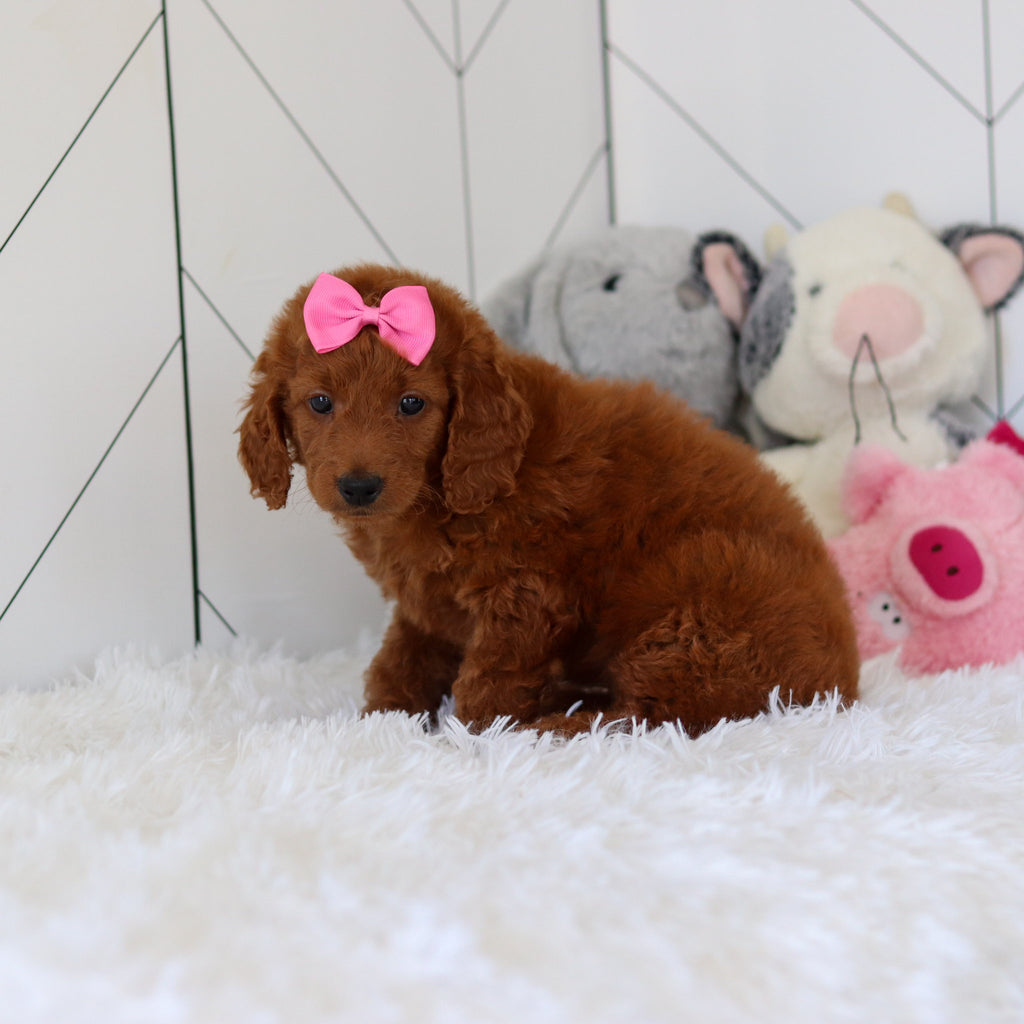 Laney - Available 7/2 | All Puppies for sale | Happytail Puppies